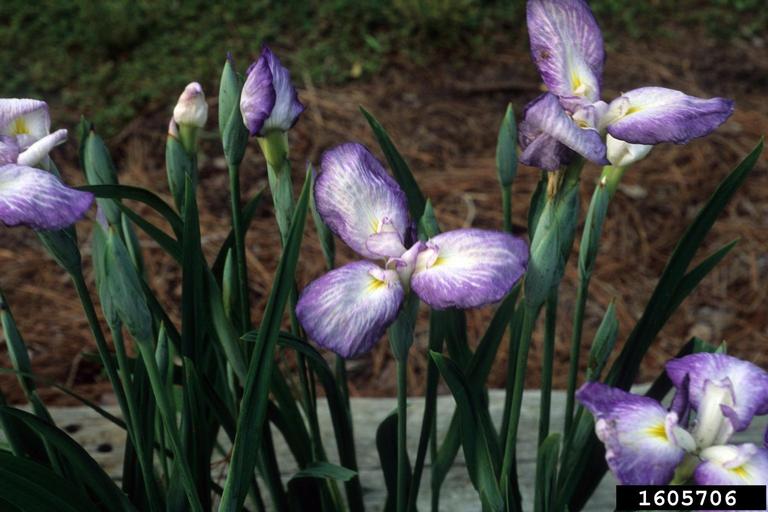 Russian iris (Iris ensata Thunb.)