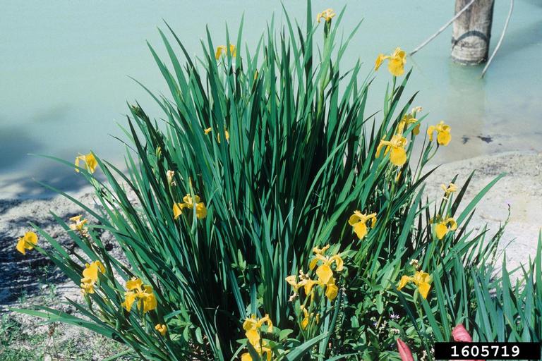 pale yellow iris, yellow flag iris (Iris pseudacorus L.)