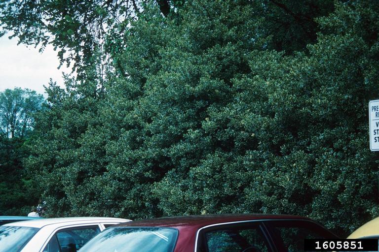 English holly (Ilex aquifolium L.)