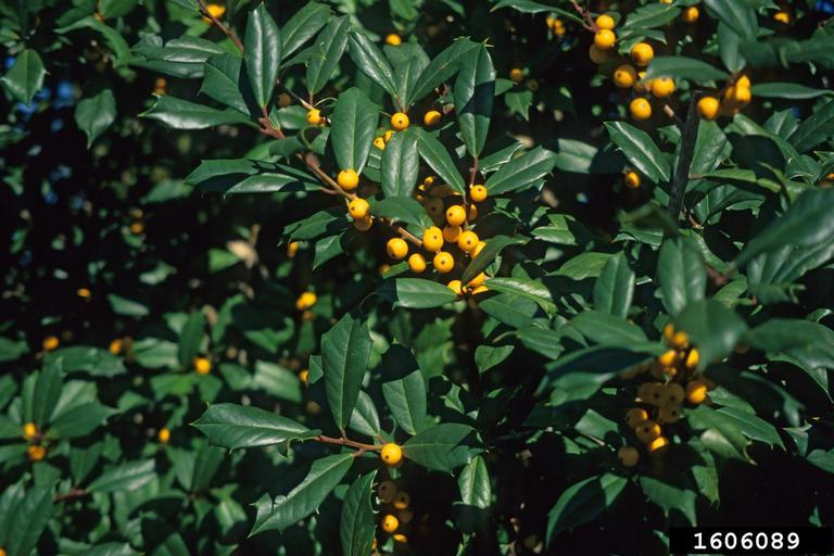 topel holly (Ilex x attenuata)