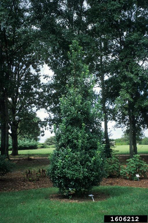 holly (Genus Ilex L.)