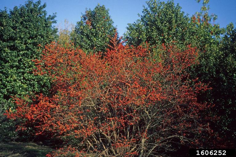 holly, Ilex spp. (Celastrales: Aquifoliaceae) - 1606252