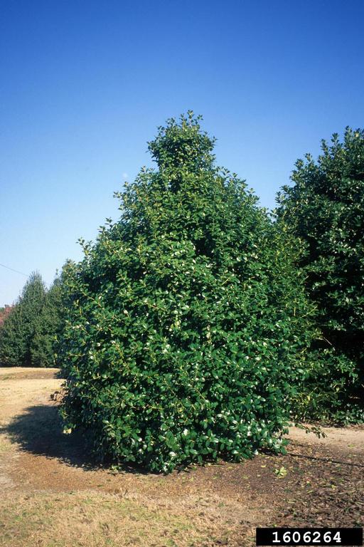 holly (Genus Ilex)