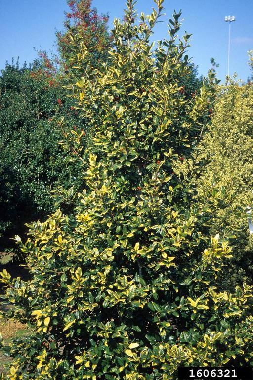holly (Genus Ilex)