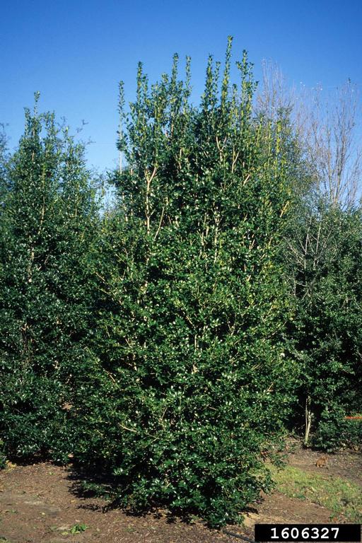 holly (Genus Ilex)