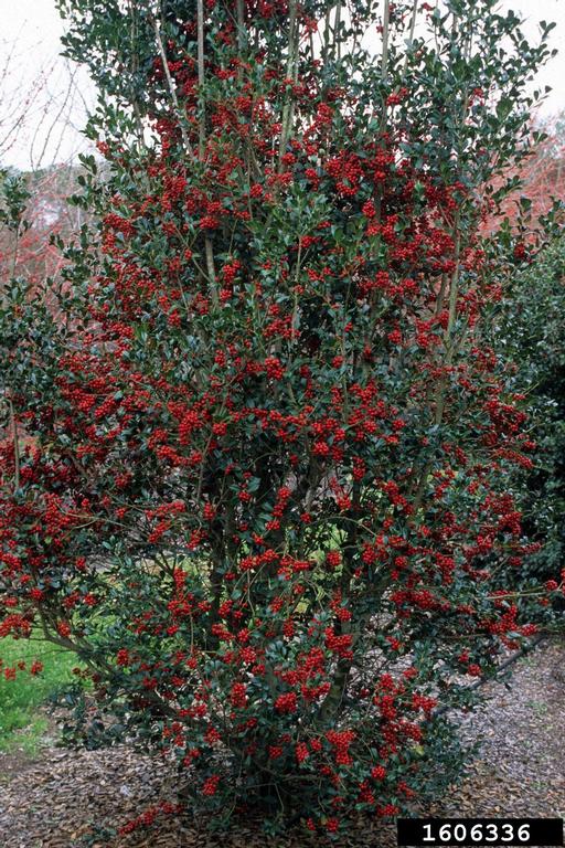 holly (Genus Ilex)