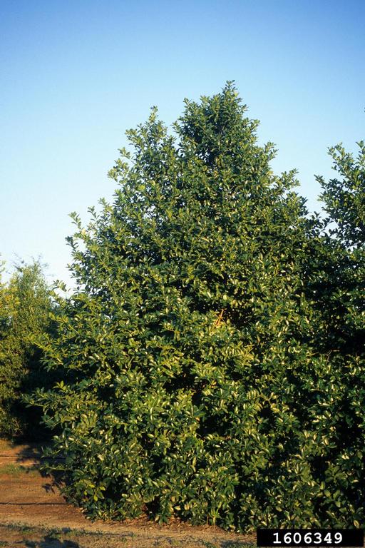 holly (Genus Ilex)