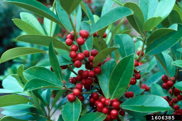 How To Plant And Grow Dahoon(Ilex Cassine), 04/14/2024