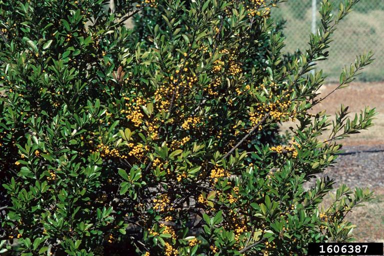 dahoon (Ilex cassine L.)