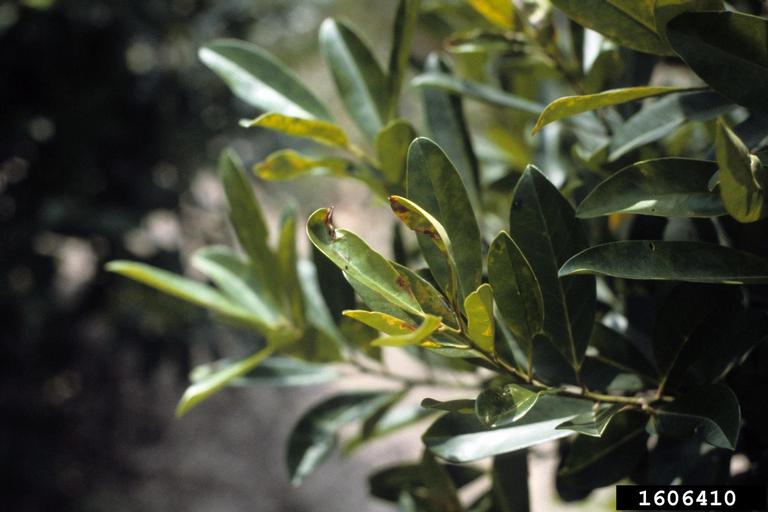 spittlebugs or froghoppers (family Cercopidae) (Family Cercopidae)