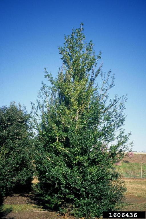 dahoon (Ilex cassine)