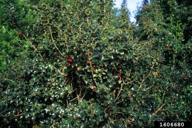 Chinese holly (Ilex cornuta)