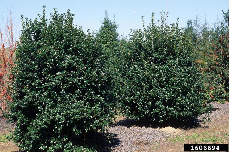 Chinese holly (Ilex cornuta Lindl. & Paxton)
