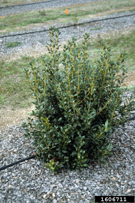Chinese holly (Ilex cornuta)