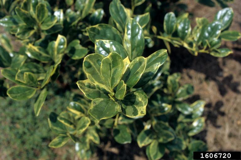 Chinese holly (Ilex cornuta)