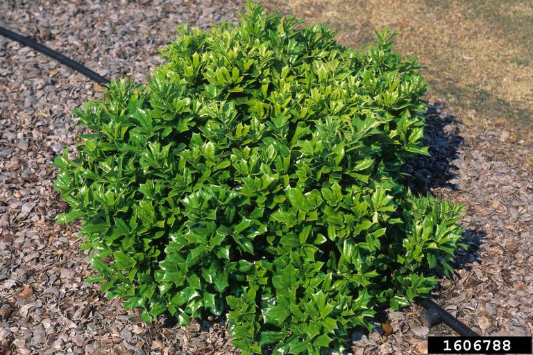 Chinese holly (Ilex cornuta Lindl. & Paxton)