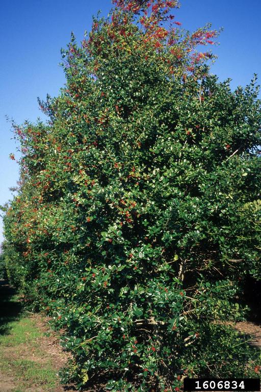Chinese holly (Ilex cornuta)