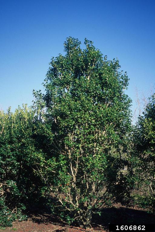 Chinese holly (Ilex cornuta)