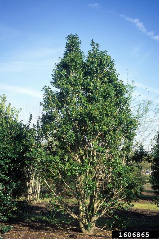 Chinese holly (Ilex cornuta Lindl. & Paxton)