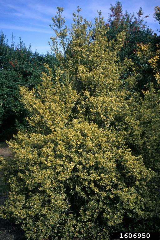 Japanese holly (Ilex crenata Thunb.)
