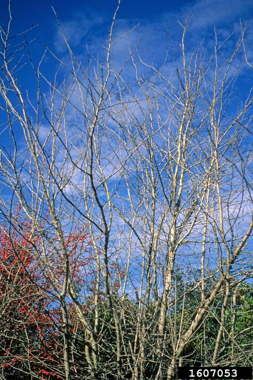 possumhaw (Ilex decidua Walt.)