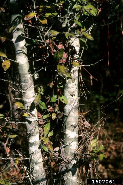 possumhaw (Ilex decidua Walt.)