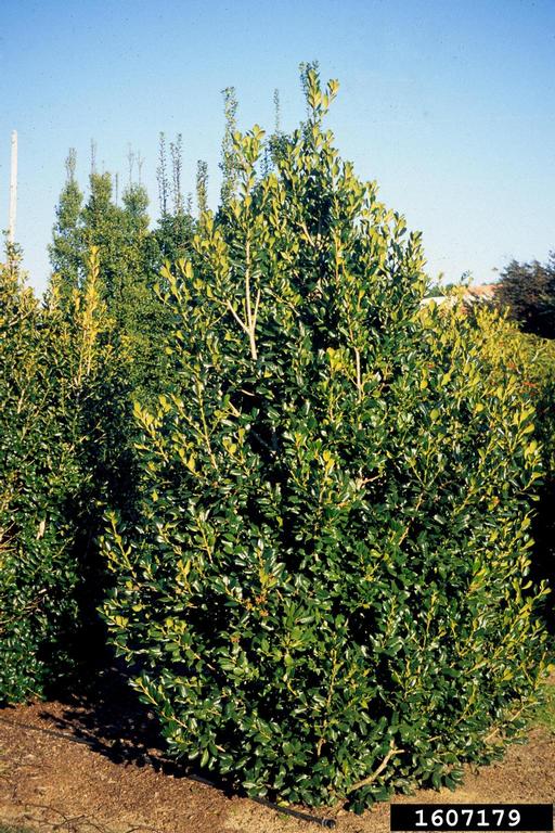 holly (Genus Ilex)