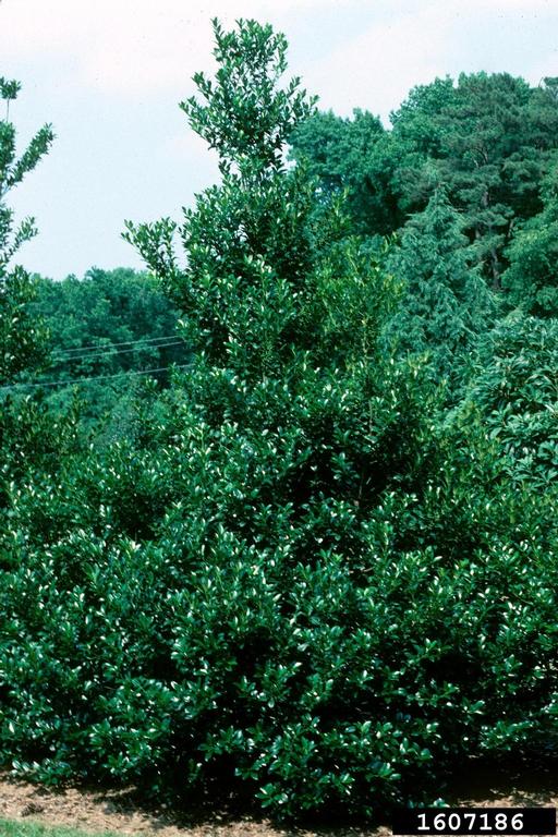 elegance holly (Ilex x 'Elegance' [integra x pernyi])