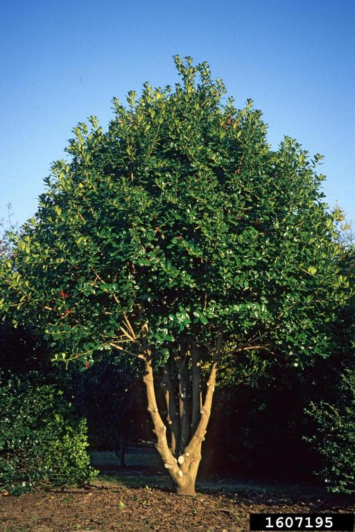 holly (Genus Ilex)