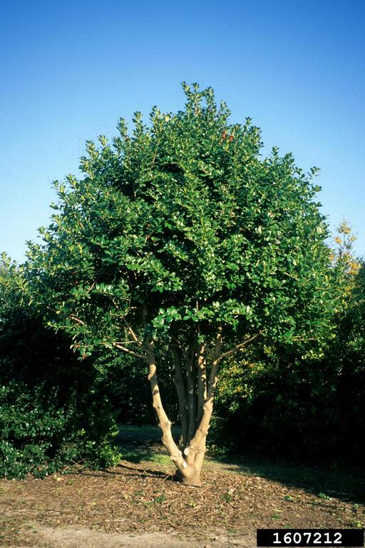 holly (Genus Ilex L.)