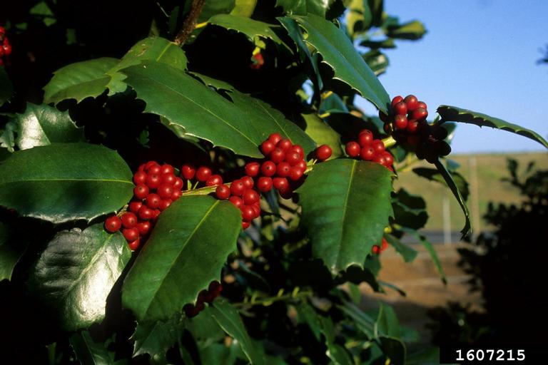 holly (Genus Ilex L.)