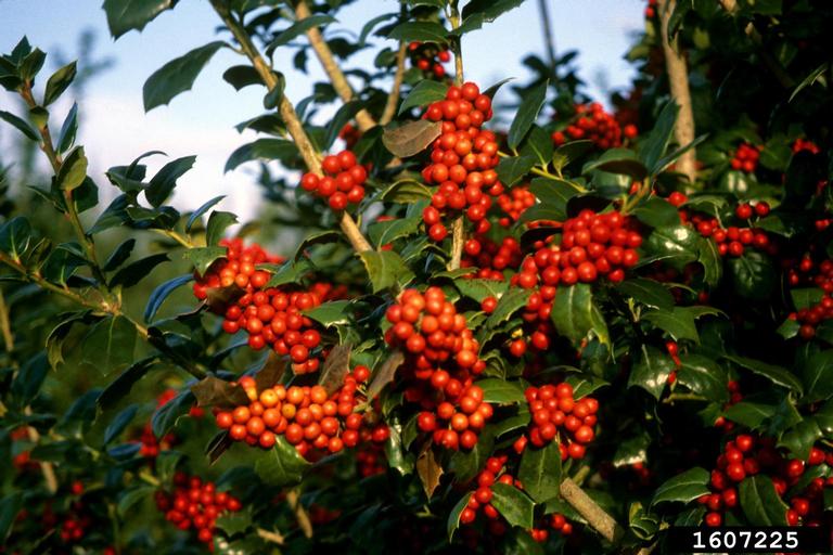 holly (Genus Ilex)