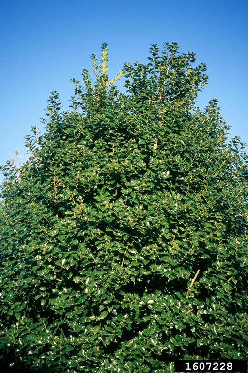 holly (Genus Ilex L.)