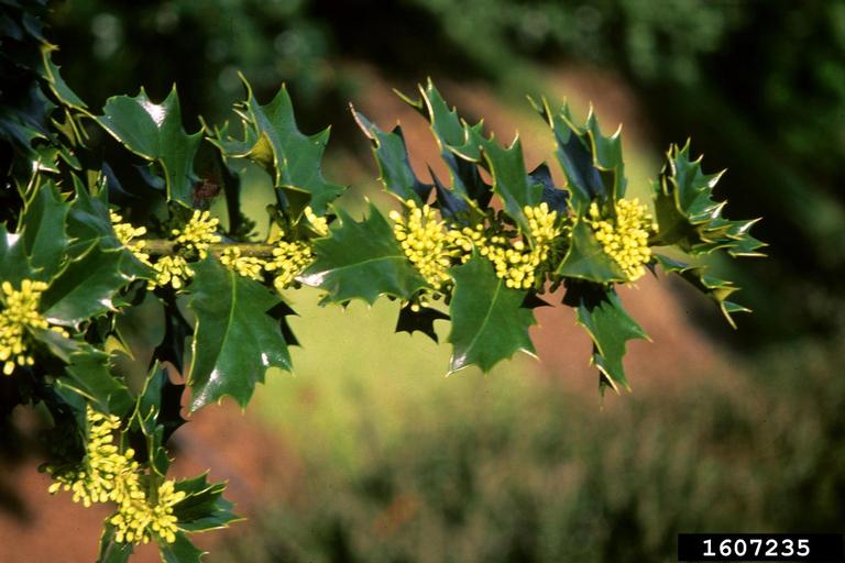 holly (Genus Ilex)