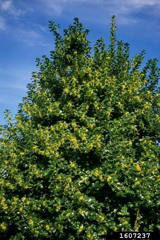 holly (Genus Ilex L.)