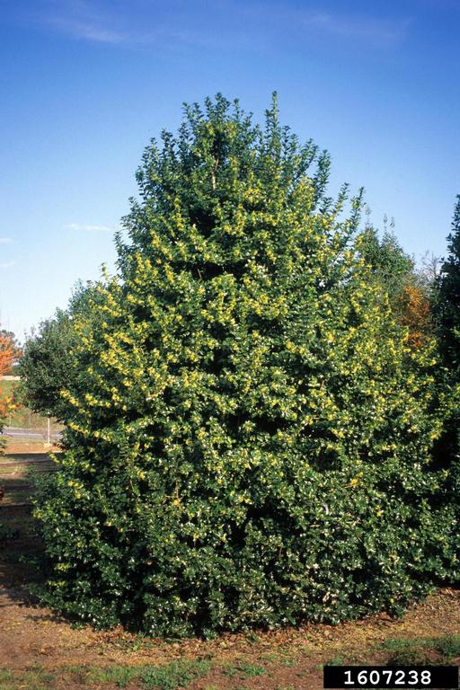 holly (Genus Ilex)