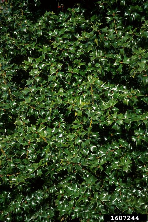 holly (Genus Ilex)