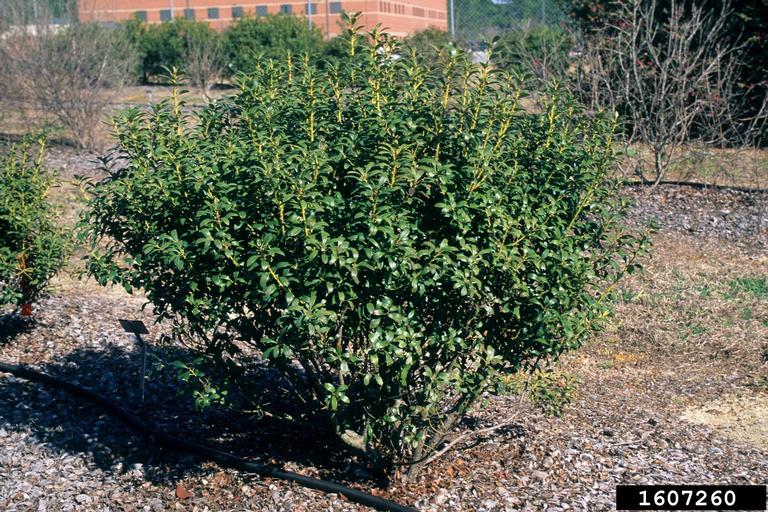 gallberry (Ilex glabra)
