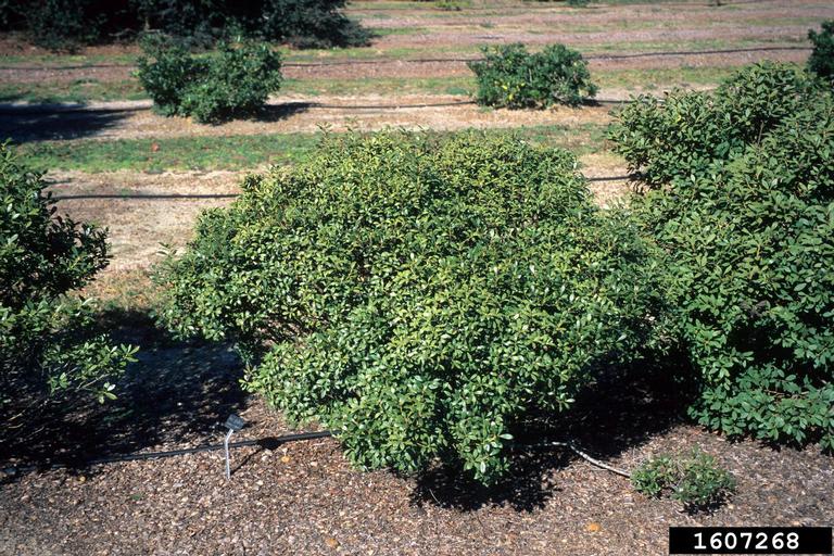 gallberry, Ilex glabra (Celastrales: Aquifoliaceae) - 1607268