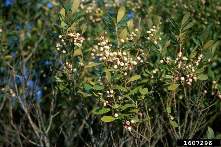 gallberry (Ilex glabra (L.) Gray)