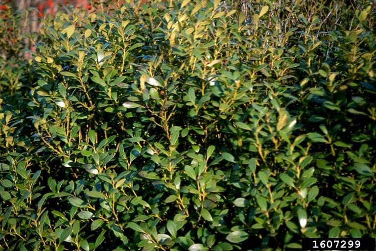 gallberry (Ilex glabra)