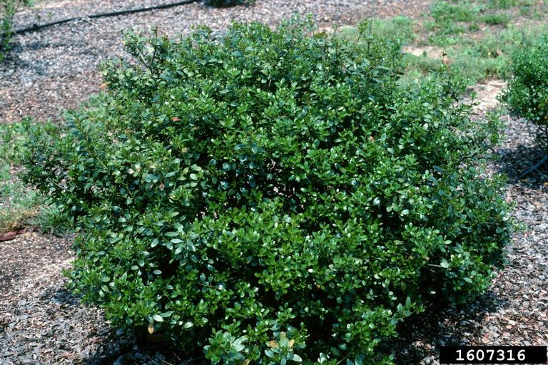 gallberry (Ilex glabra)