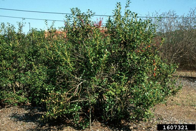 gallberry (Ilex glabra (L.) Gray)