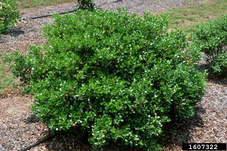 gallberry (Ilex glabra)