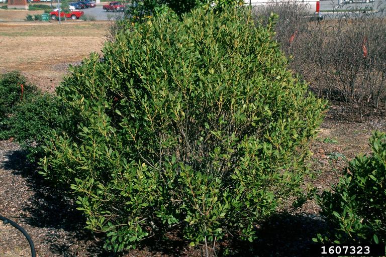 gallberry (Ilex glabra)