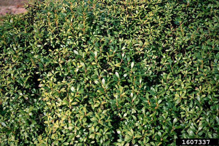 gallberry (Ilex glabra (L.) Gray)