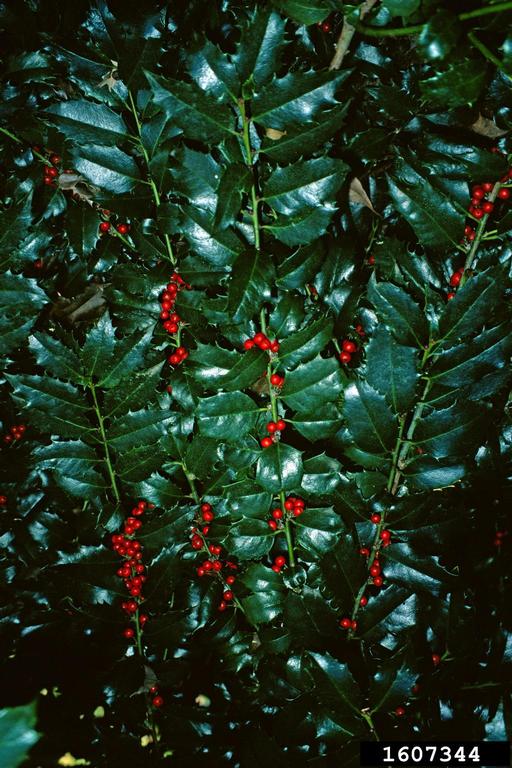 holly (Genus Ilex)