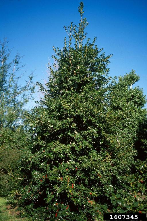 holly (Genus Ilex L.)