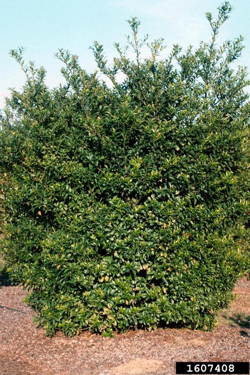 mochitree (Ilex integra)