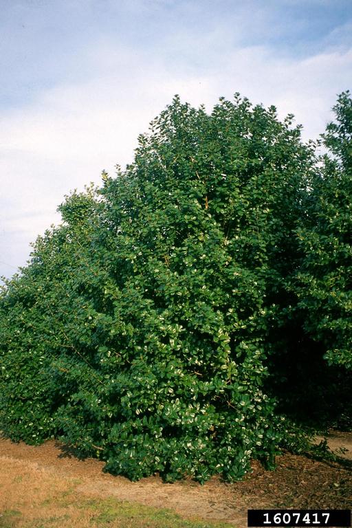 James Swan holly (Ilex x 'James Swan' [cornuta x latifolia])